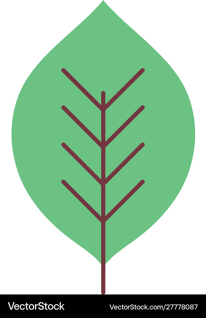 Natural leaf foliage autumn on white background Vector Image