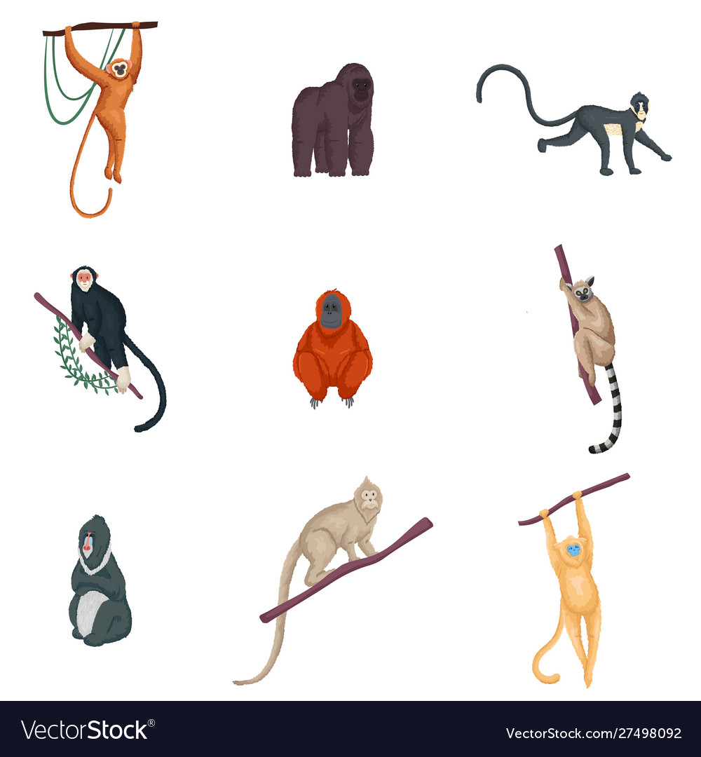 A set different species monkeys in different Vector Image A set different species monkeys in different Vector Image