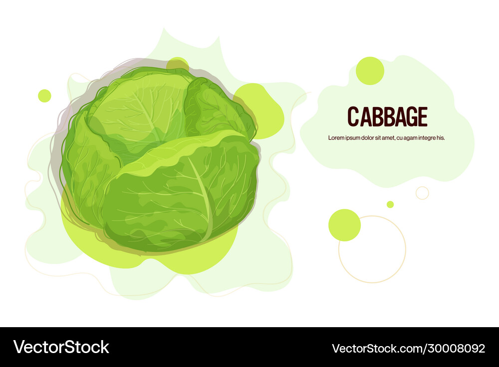 Fresh green cabbage sticker tasty vegetable icon Vector Image