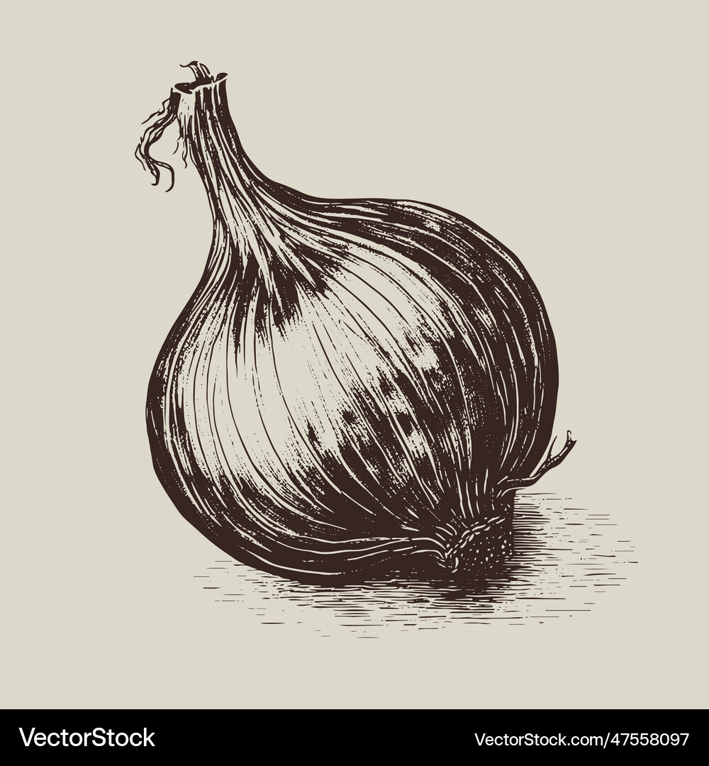 Onion Drawing