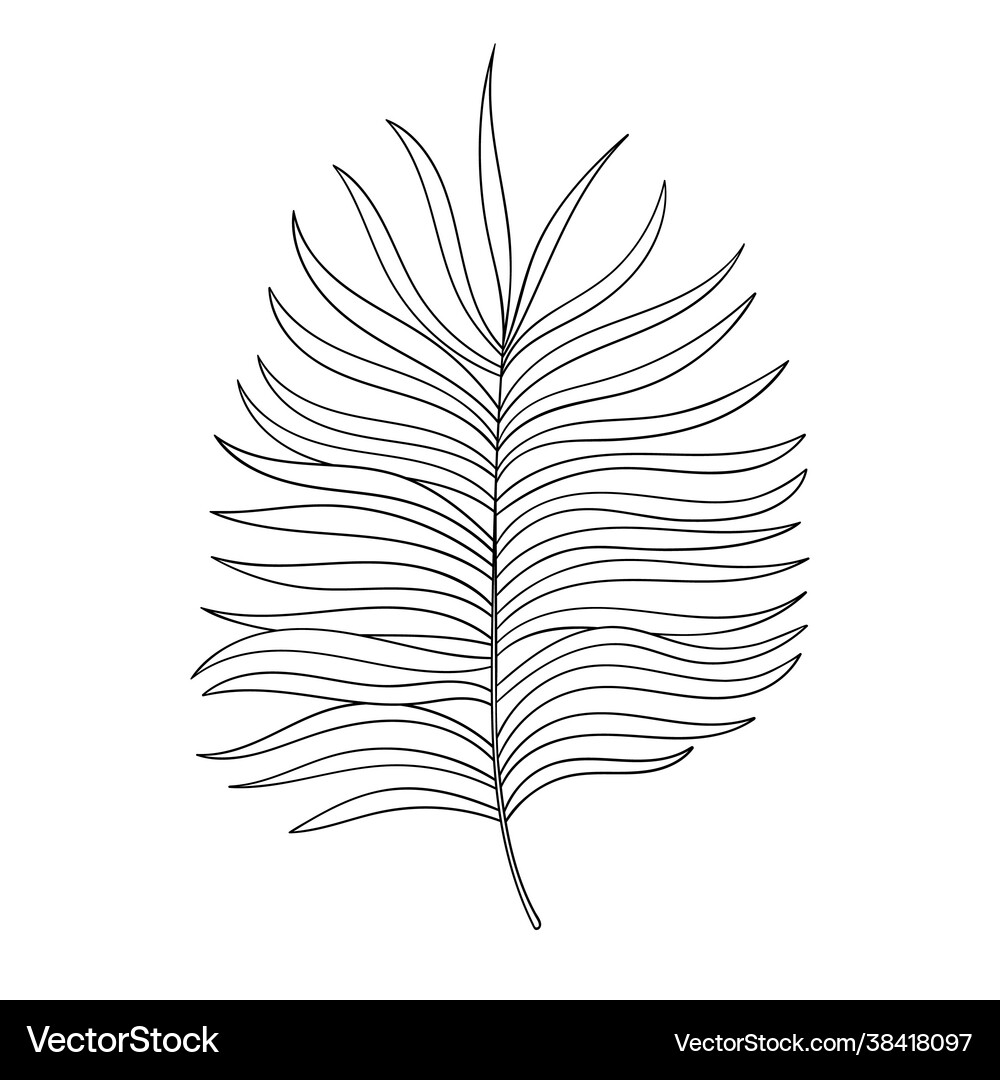 Palm outline sketch hand drawn botanical Vector Image