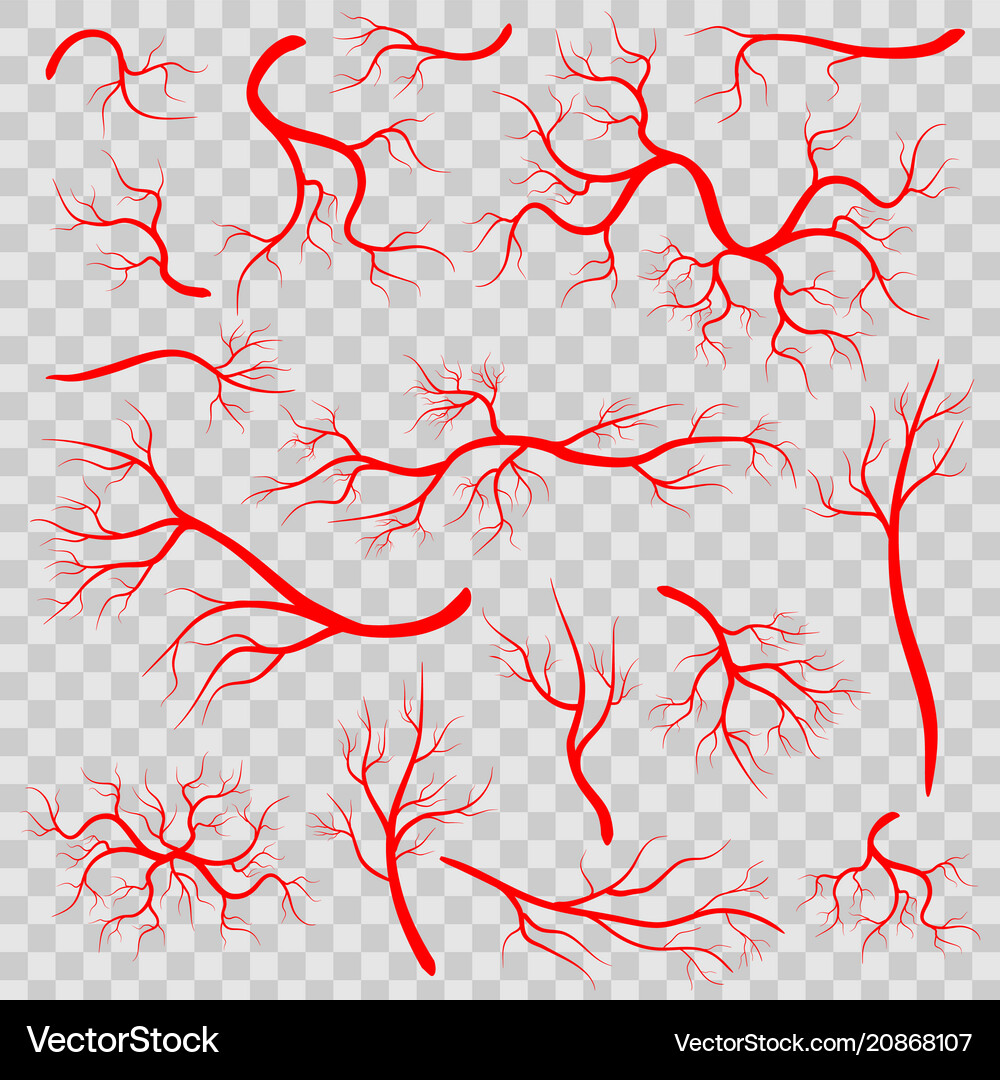 Creative of red veins isolated Royalty Free Vector Image