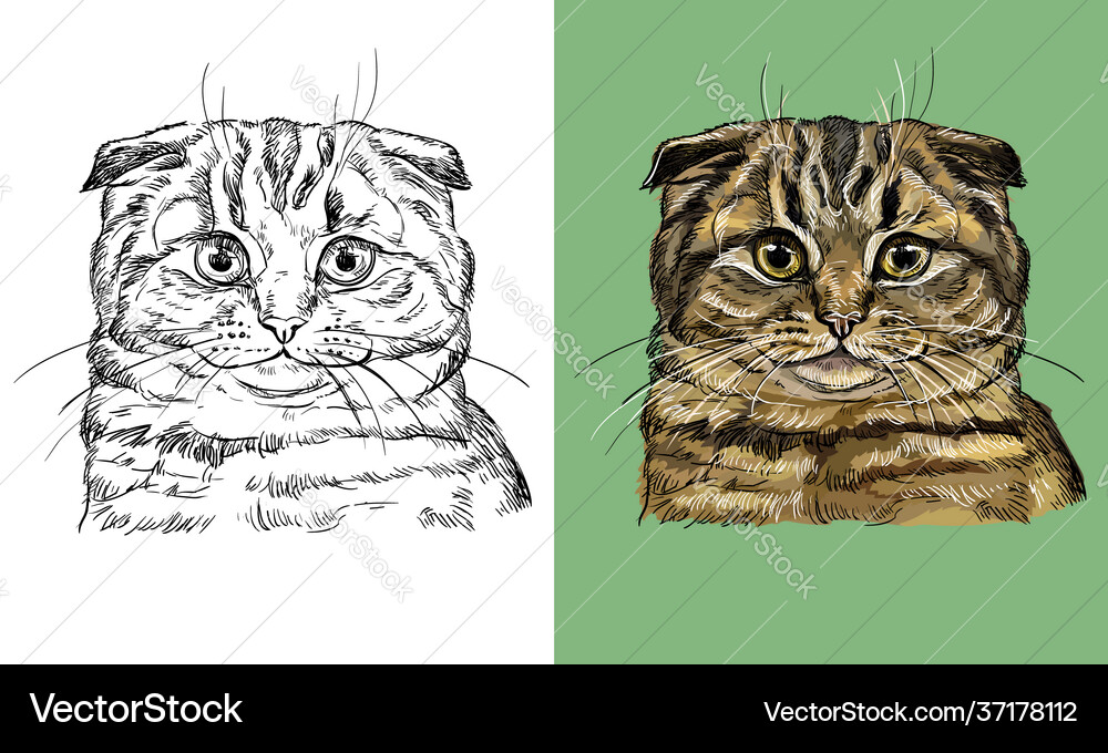 Adorable Scottish Fold Kittens