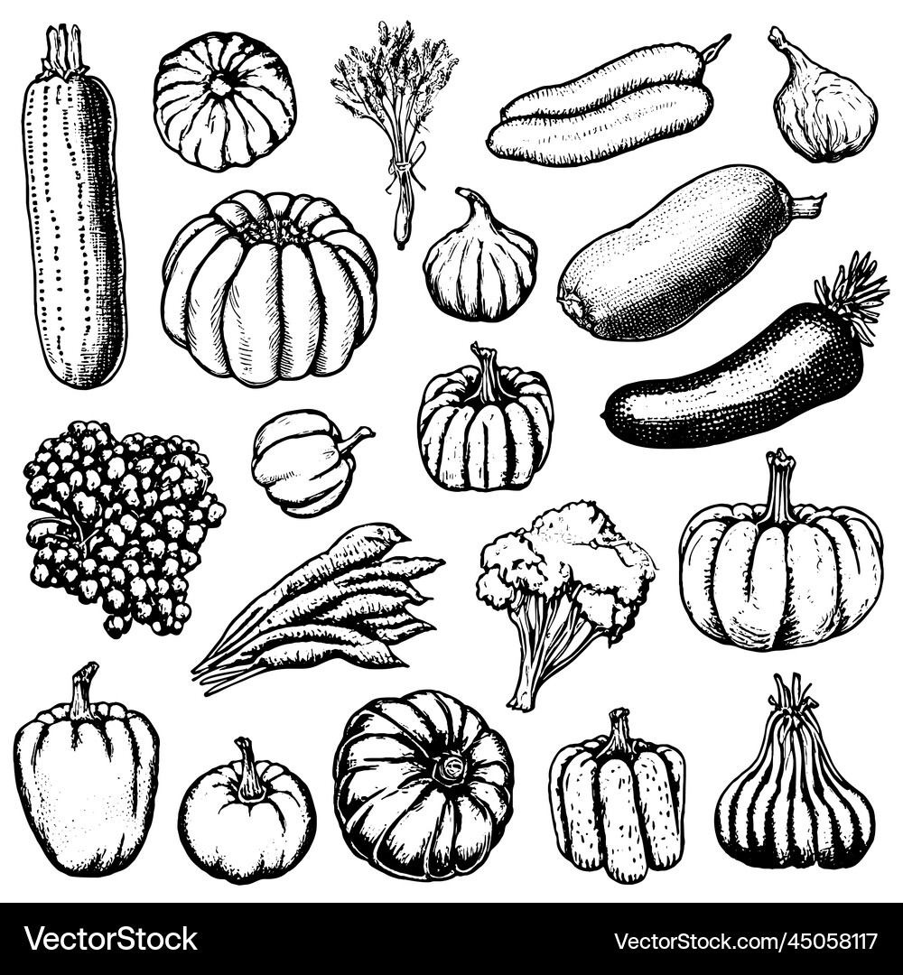 Hand drawn set of vegetables Royalty Free Vector Image