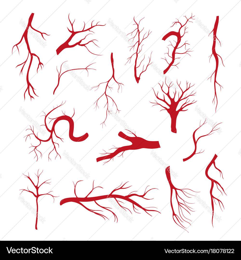 Set blood vessels - modern isolated clip Vector Image