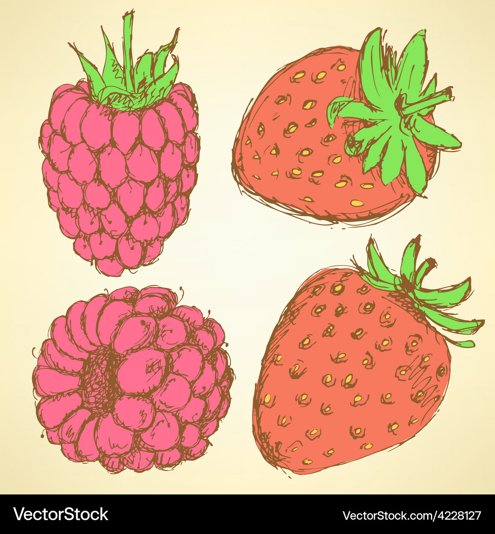 Sketch strawberry and raspberry in vintage style Vector Image