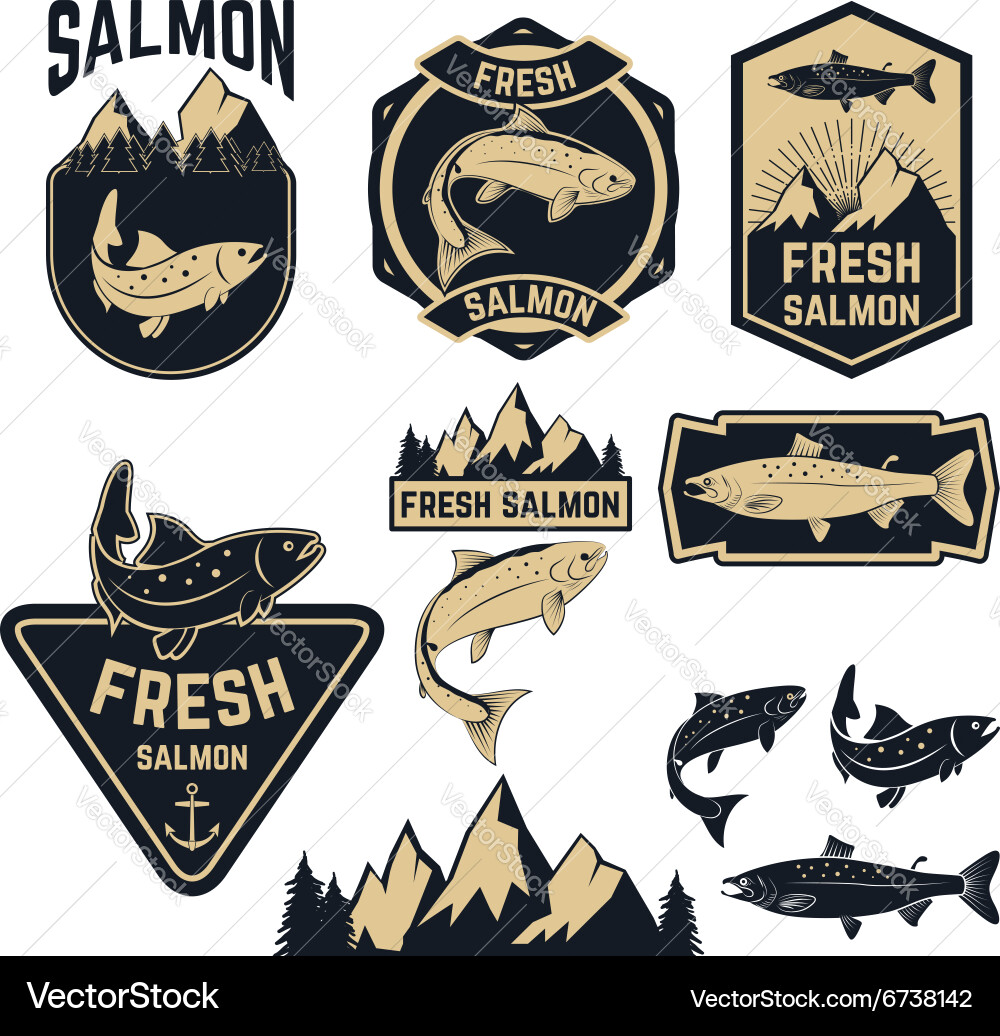 Fresh salmon Royalty Free Vector Image - VectorStock