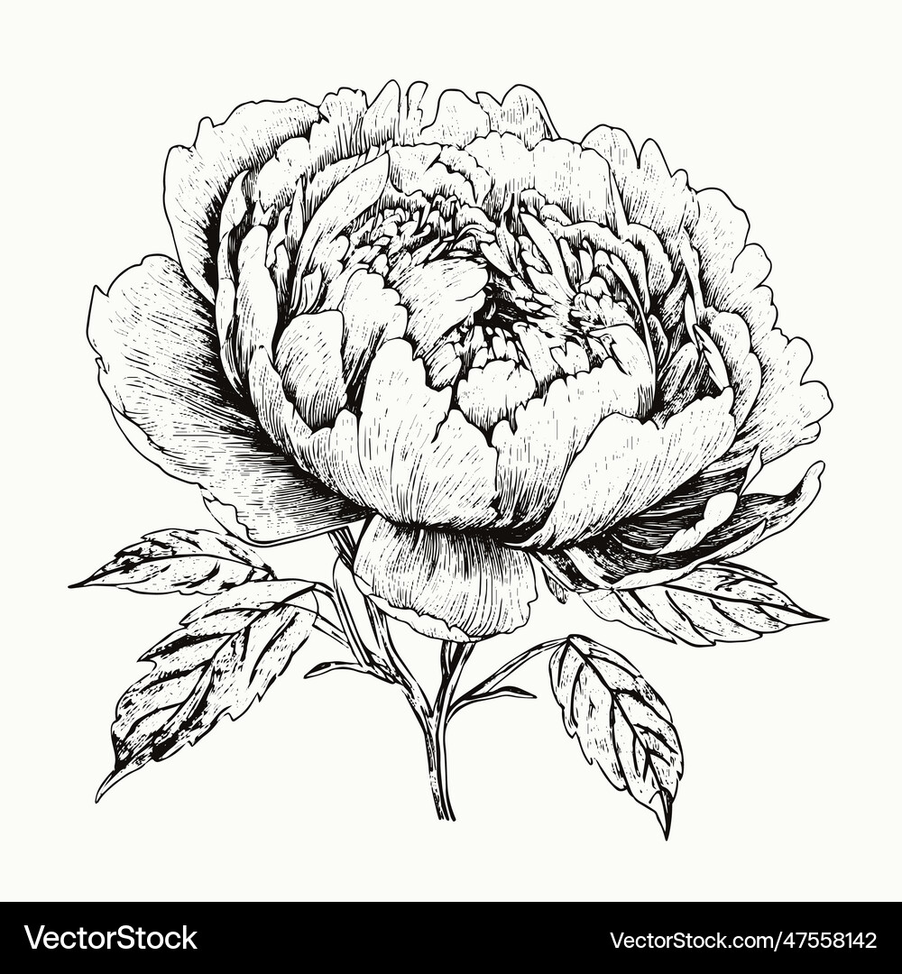 Peony drawing isolated hand drawn engraved style Vector Image