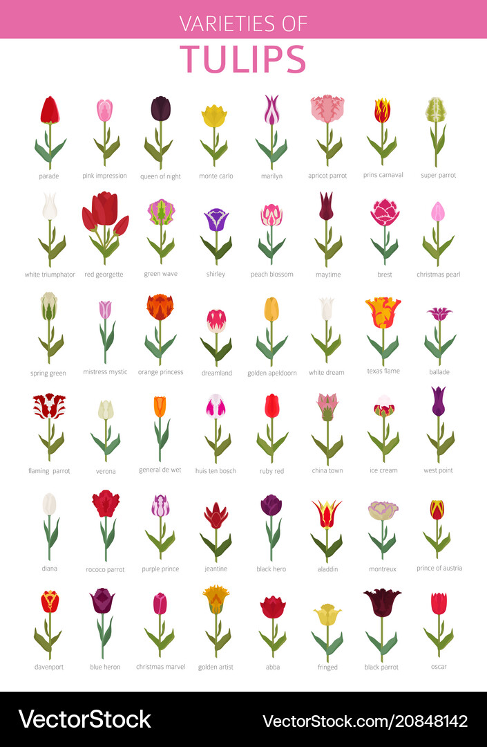 Tulip varieties flat icon set garden flower Vector Image