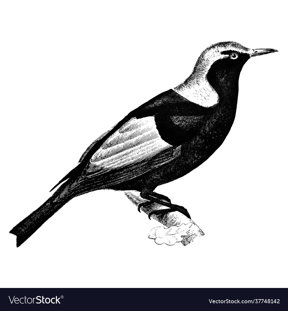 Vintage regent bowerbird Royalty Free Vector Image