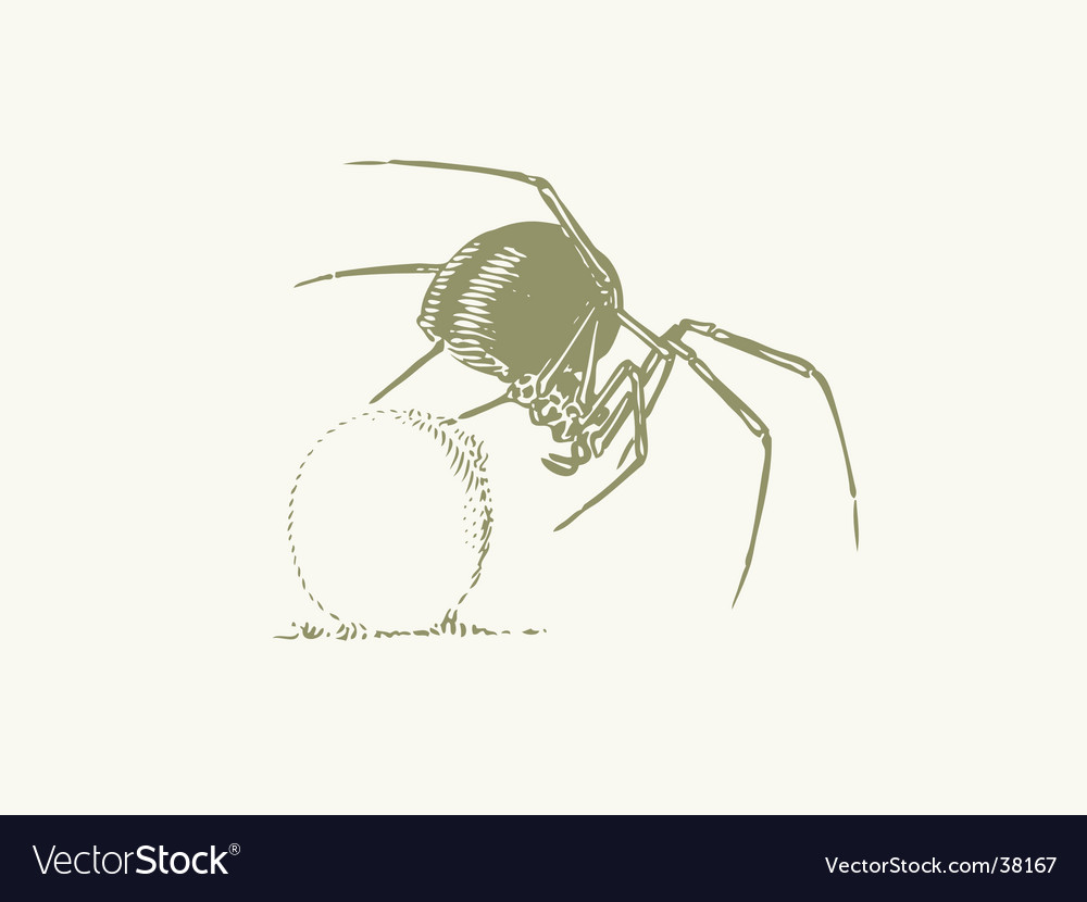 Spider Royalty Free Vector Image - VectorStock