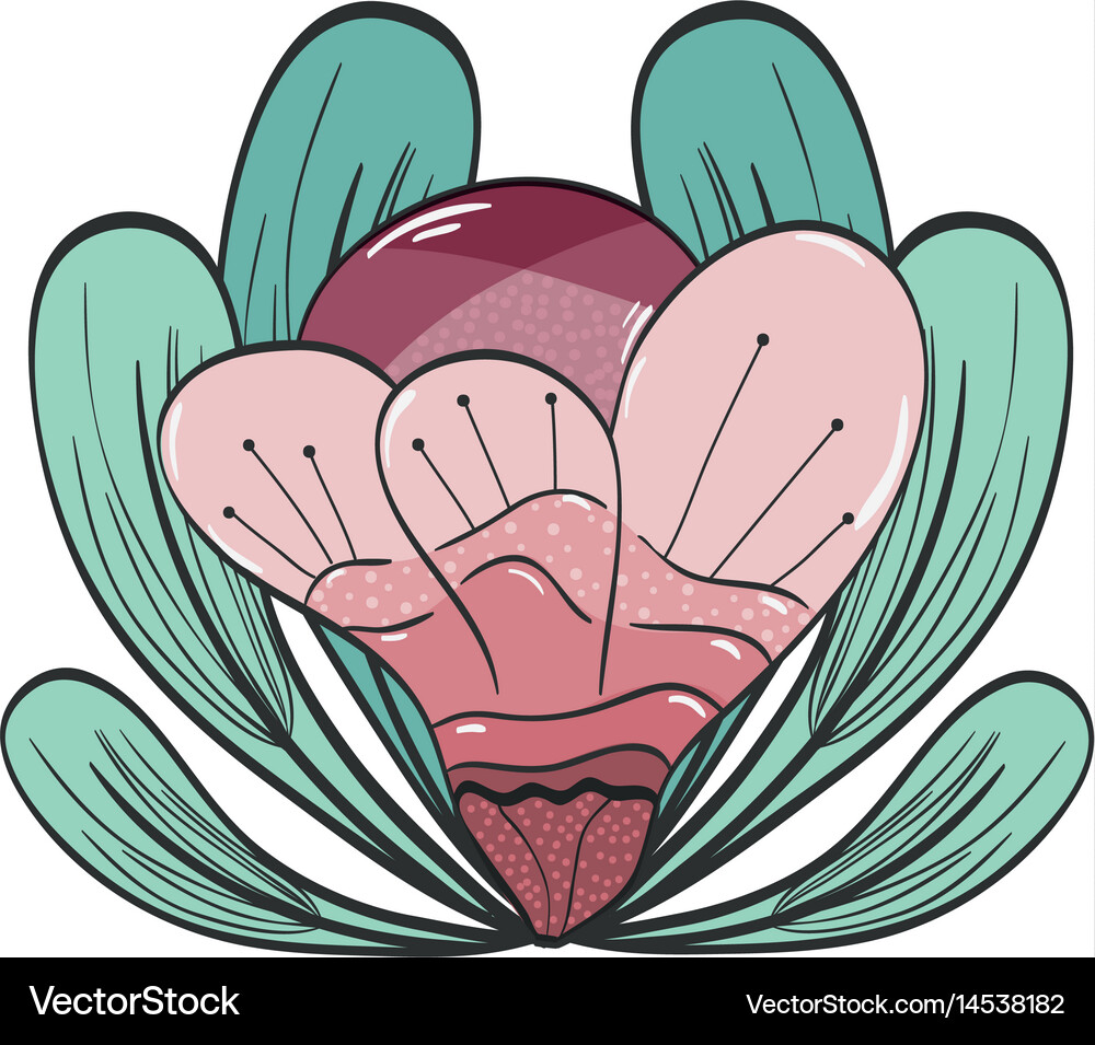 Beautiful petals flower herbal botany Royalty Free Vector