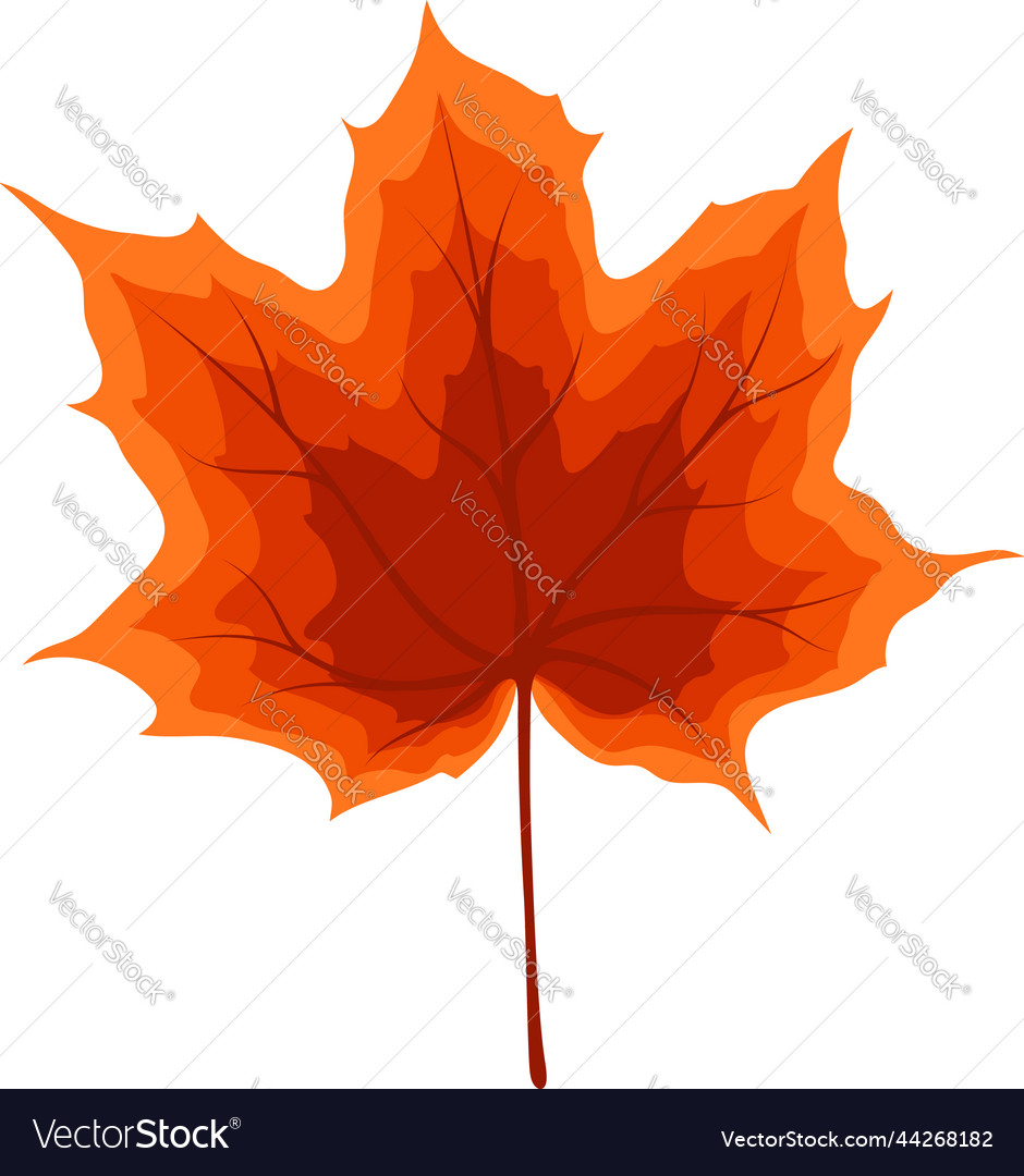 Maple autumn leaf Royalty Free Vector Image - VectorStock