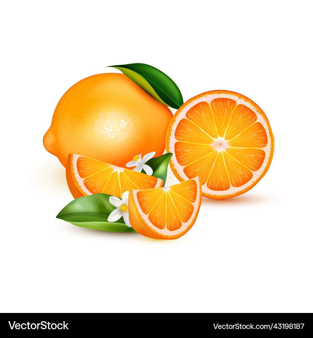 Oranges realistic composition Royalty Free Vector Image