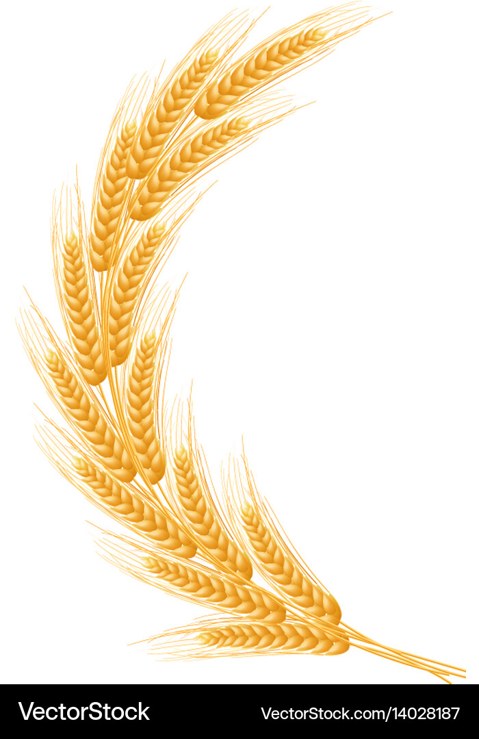 Ripe ears wheat set isolated detailed template Vector Image