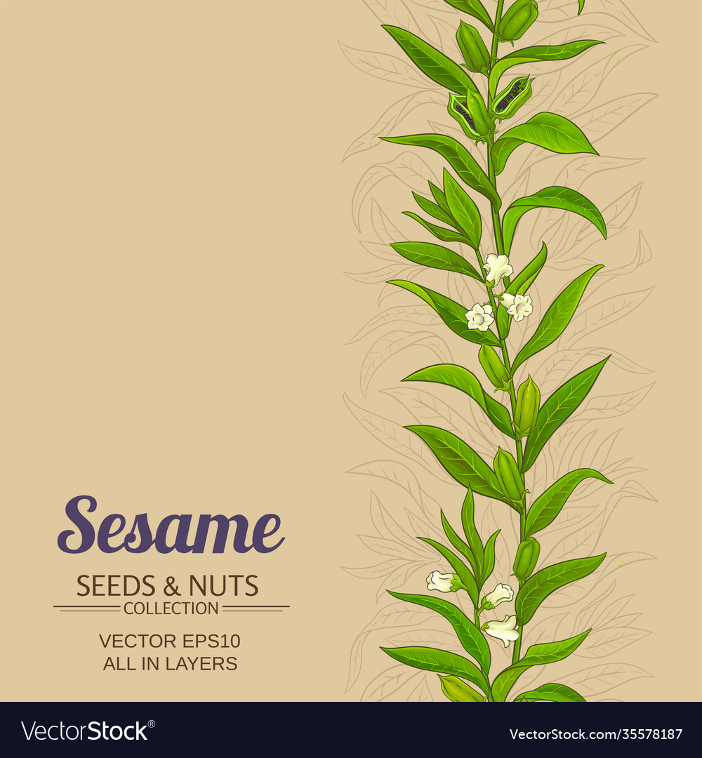 Sesame pattern Royalty Free Vector Image - VectorStock