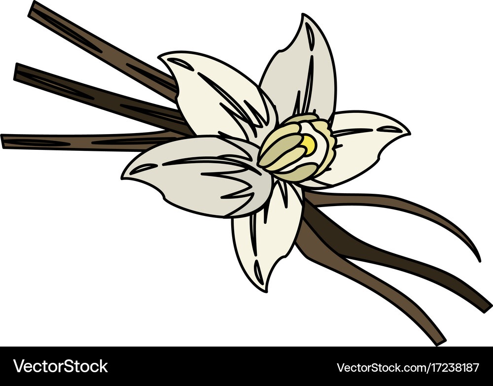 Vanilla Flower and Pods Icon Royalty Free Vector Image