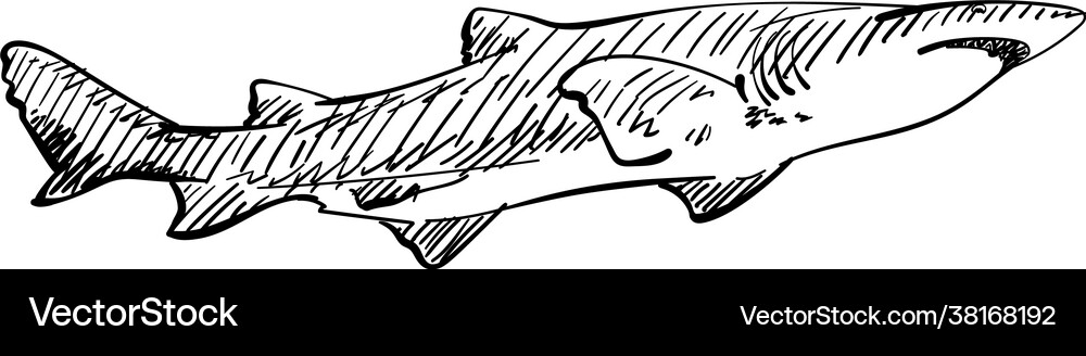 Sketch shark hand drawn with hatched shades Vector Image