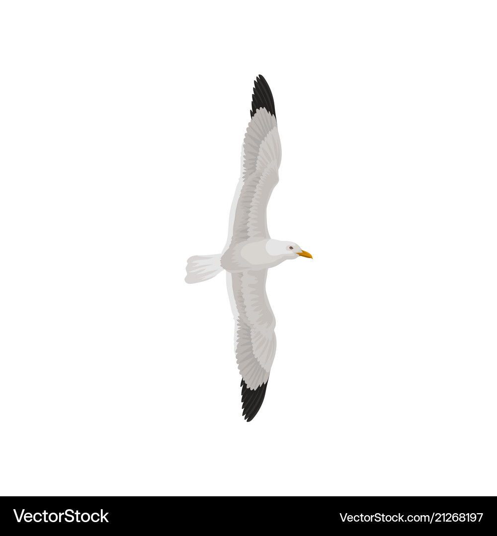 Seagull in flight with wings spread gray and Vector Image