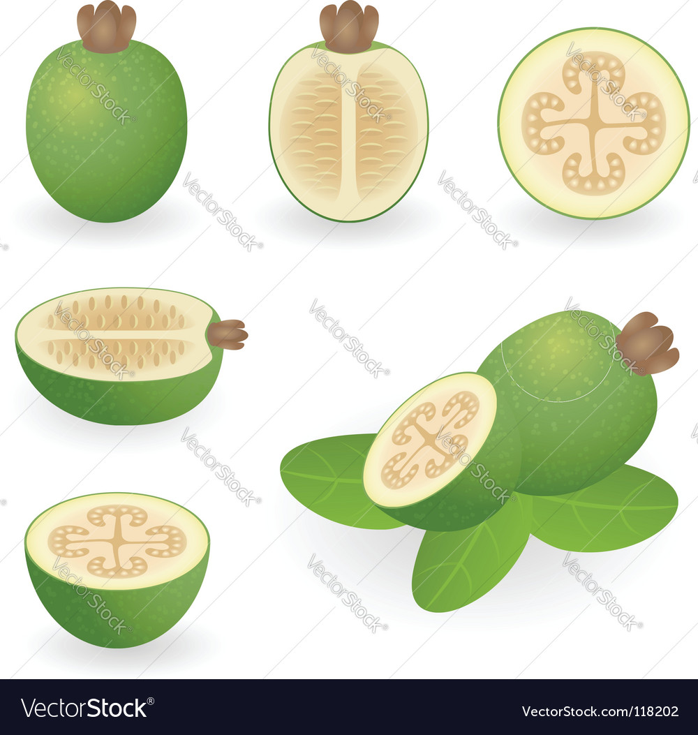 Feijoa Royalty Free Vector Image - VectorStock