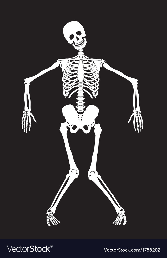 Skeleton Royalty Free Vector Image - VectorStock