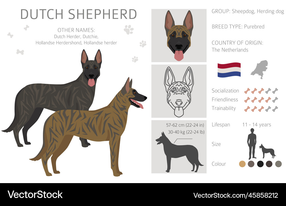 Dutch shepherd clipart different poses coat Vector Image