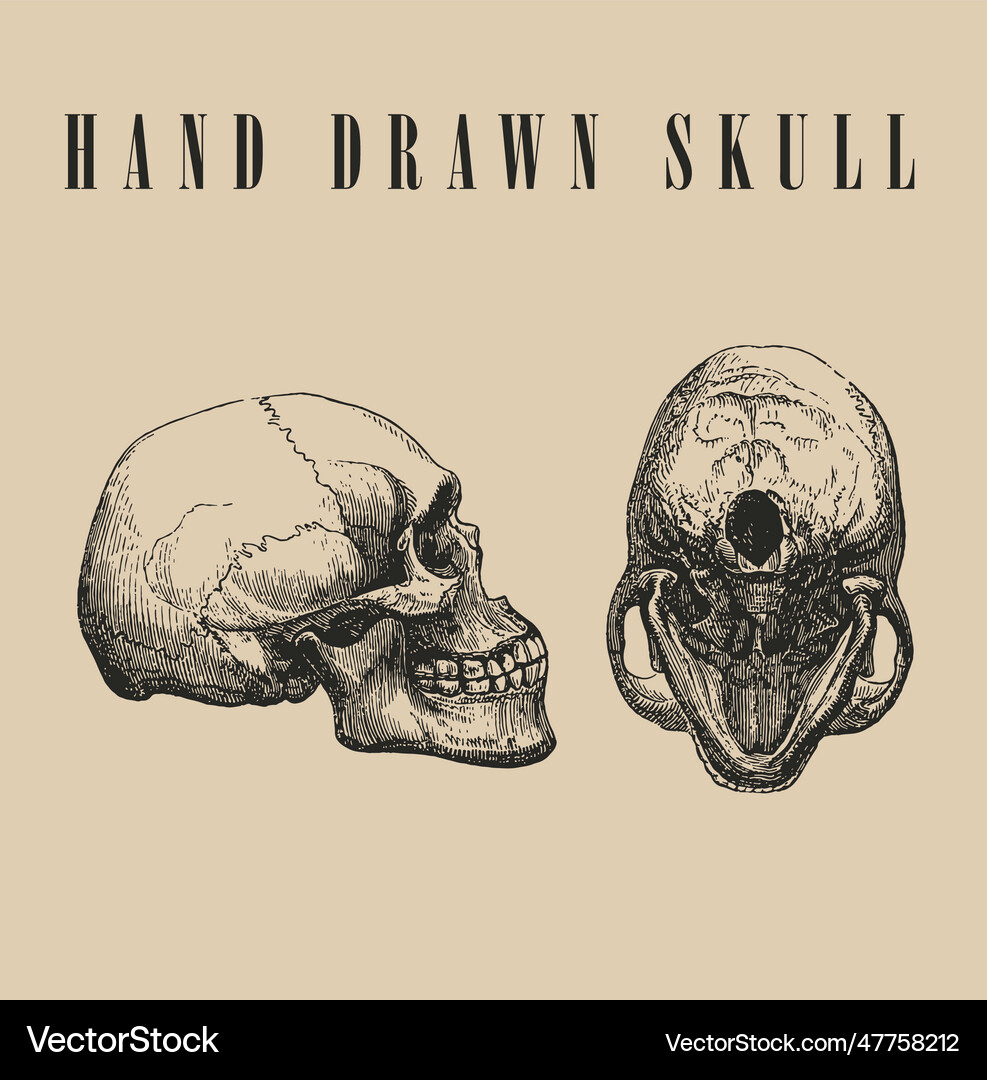 Retro skull hand drawn vintage design Royalty Free Vector