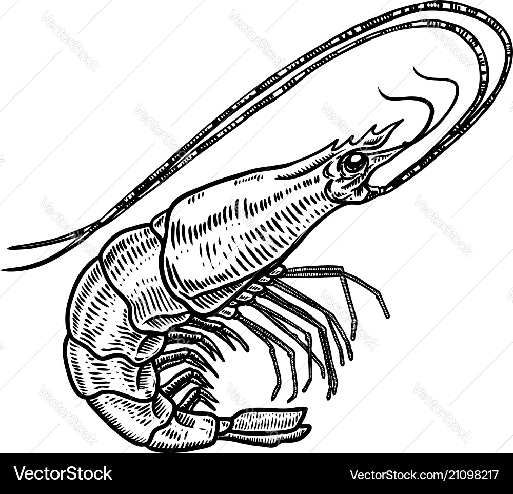 Hand drawn shrimp on white background seafood Vector Image