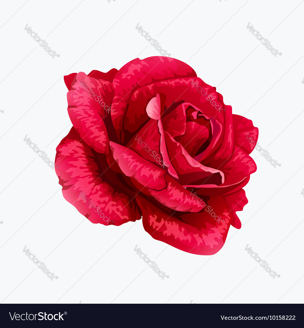 Roses Royalty Free Vector Image - VectorStock