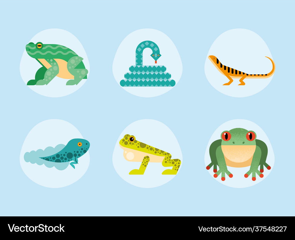 Cute six amphibians Royalty Free Vector Image - VectorStock