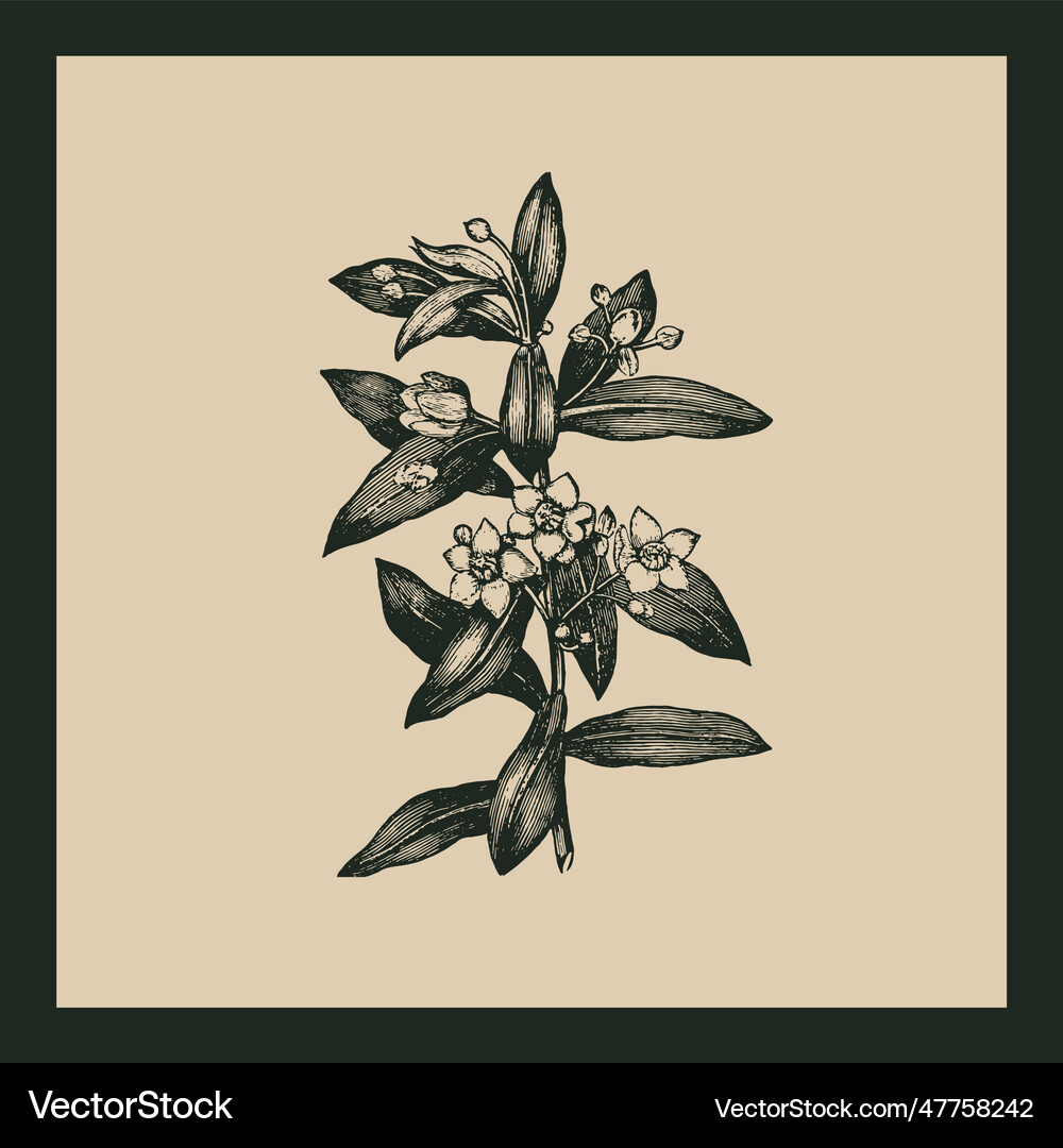 Retro tropical plants hand drawn vintage Vector Image