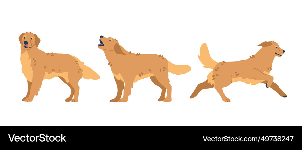 Golden retrievers activities like barking running Vector Image