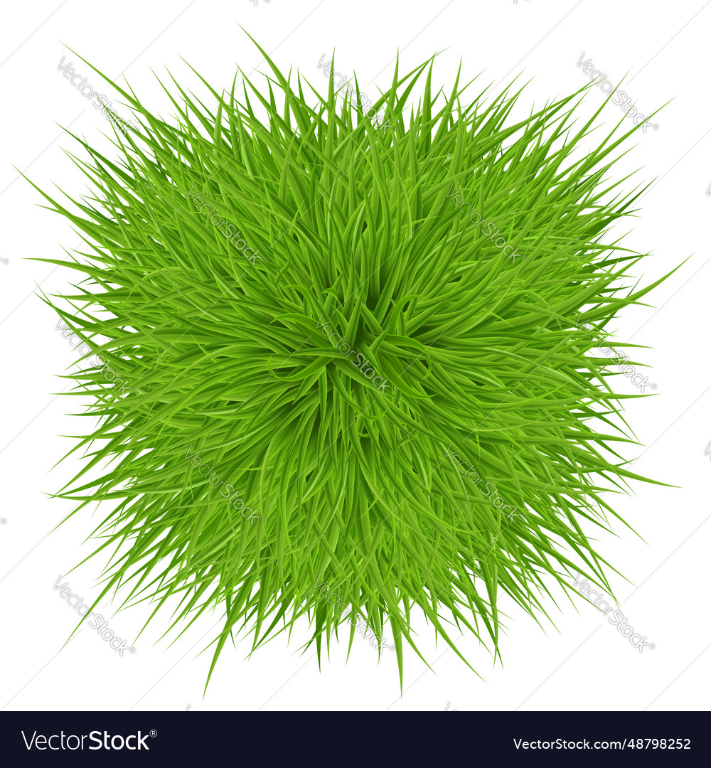 Green grass Royalty Free Vector Image - VectorStock