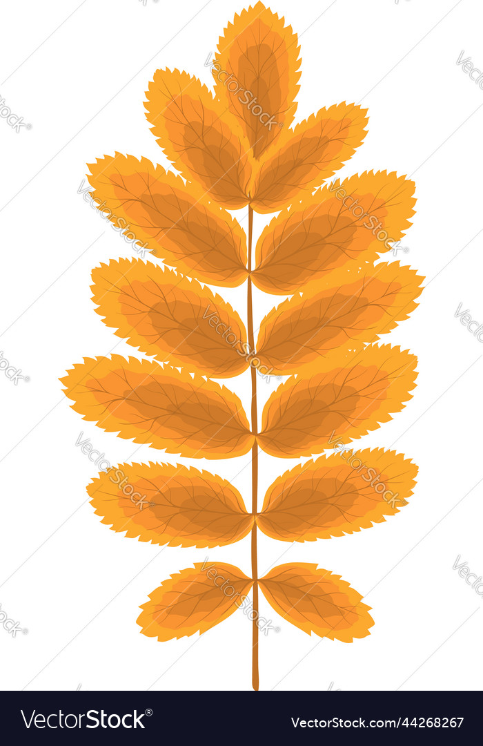 Autumn rowan leaf Royalty Free Vector Image - VectorStock