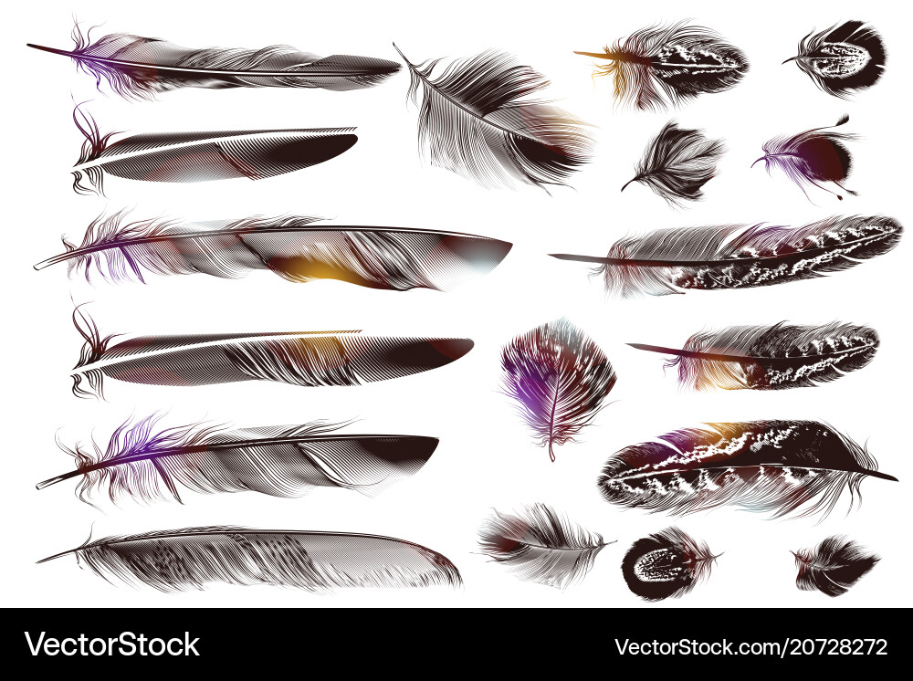 Big set detailed bird feathers engraved style Vector Image