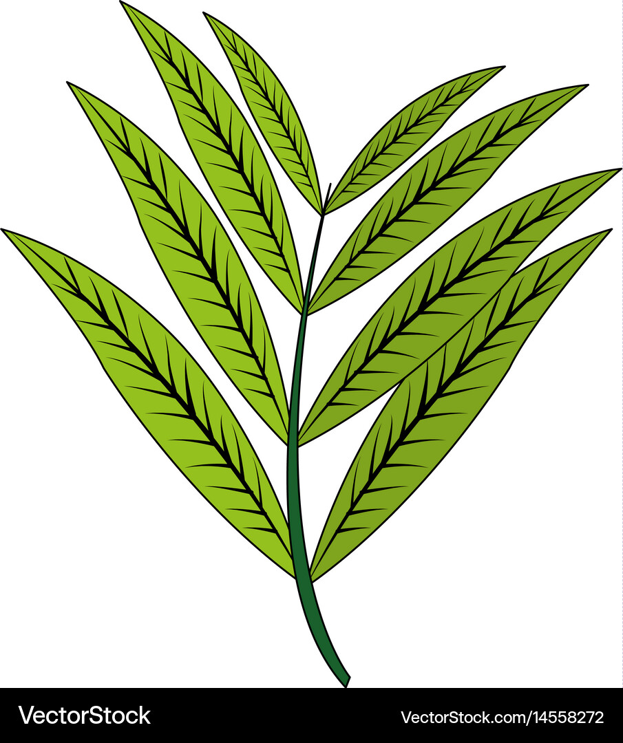 Color image realistic branch with elongated leaves