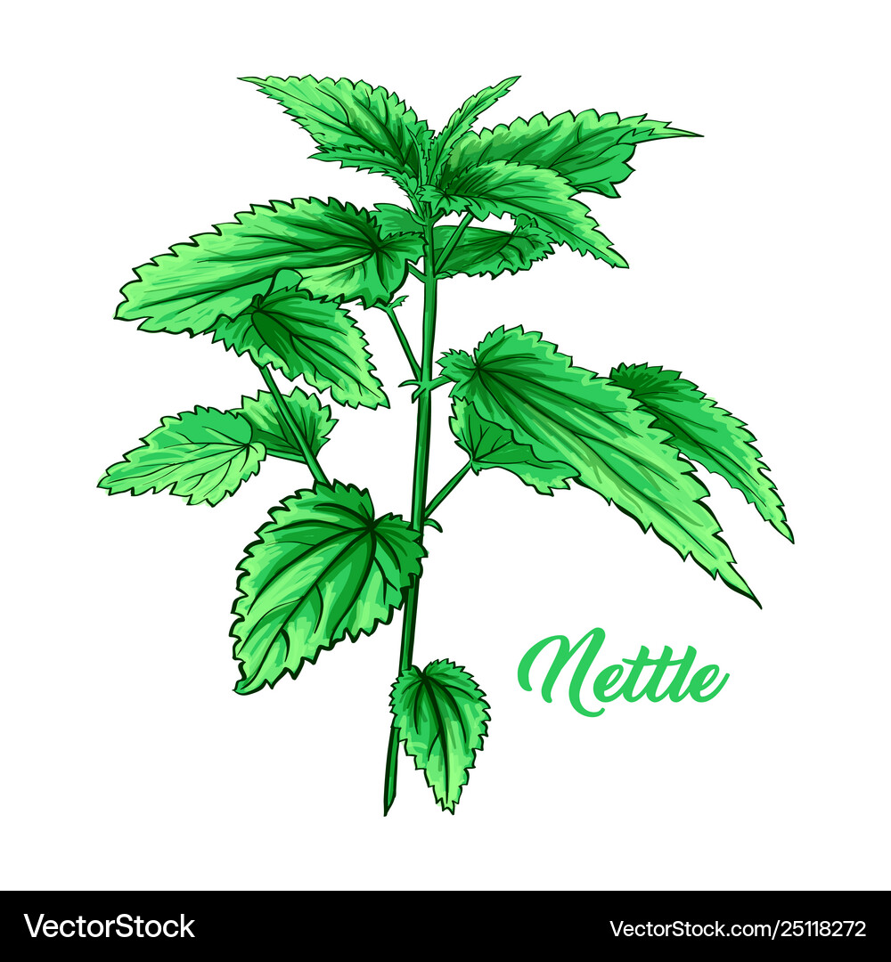 Green nettle tea branch herbal theme isolated Vector Image
