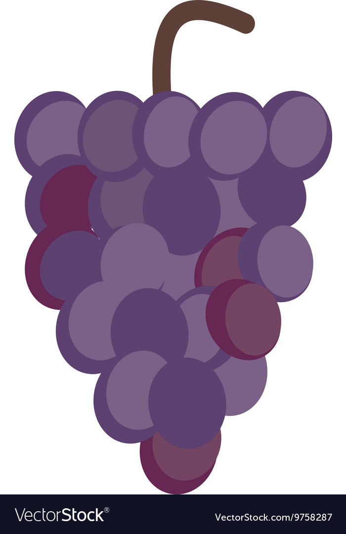 Grapes Royalty Free Vector Image - VectorStock
