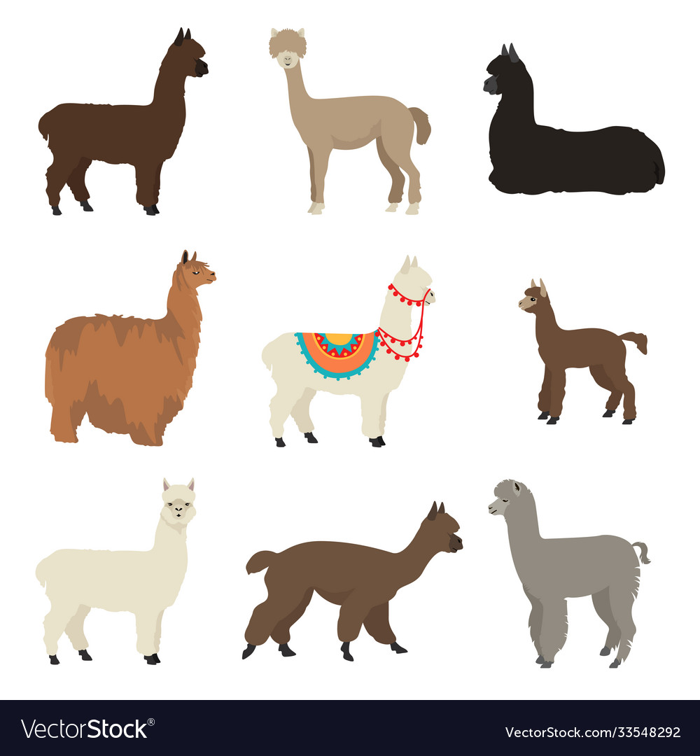 Camelids family collection alpaca graphic design Vector Image