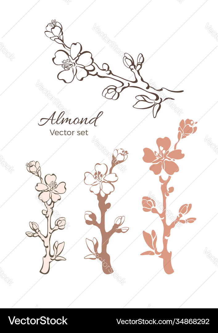 Nature set almond tree branch flower Royalty Free Vector