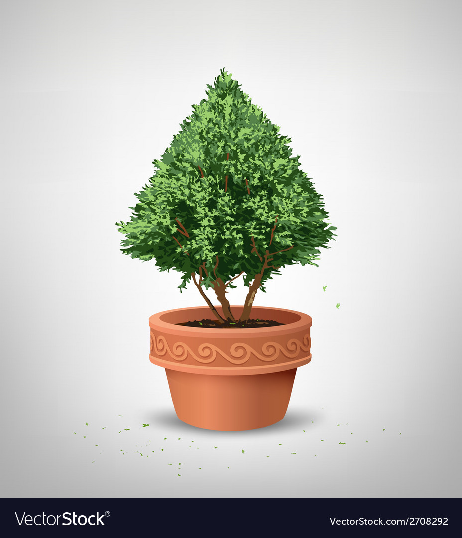 Pots pine tree Royalty Free Vector Image - VectorStock
