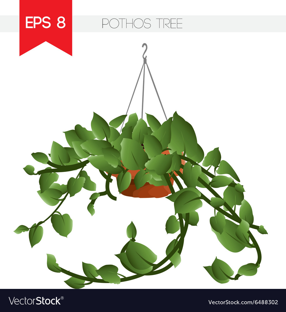 Pothos tree Royalty Free Vector Image - VectorStock