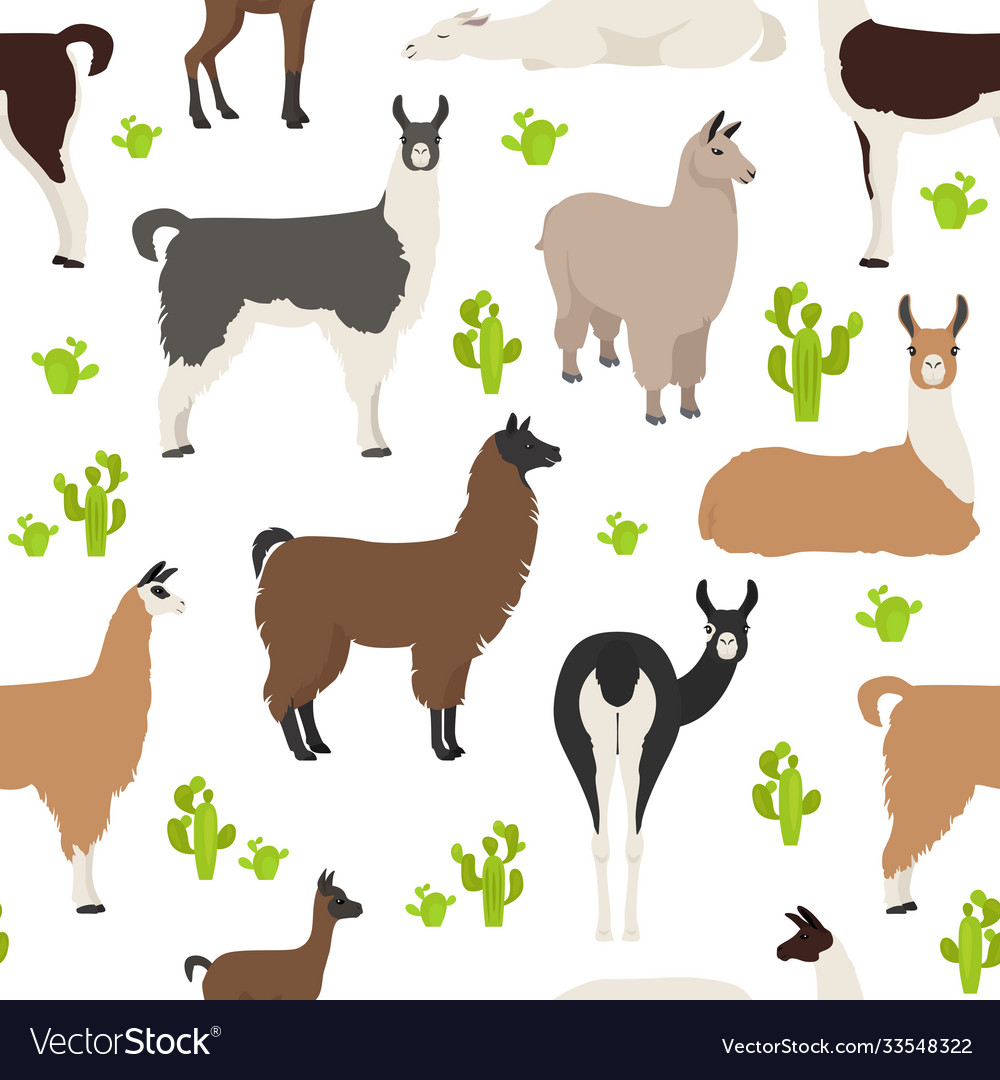 Camelids family collection llama graphic design Vector Image