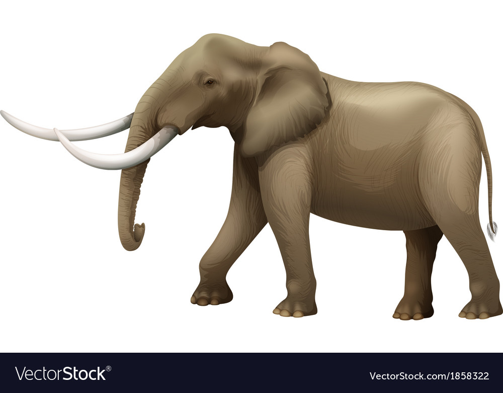 Elephant Royalty Free Vector Image - VectorStock