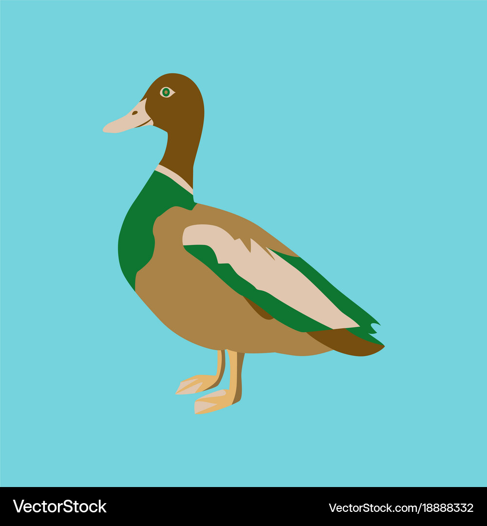 In flat style of wild duck Royalty Free Vector Image