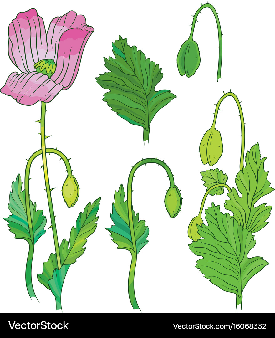 Poppies flowers and buds Royalty Free Vector Image