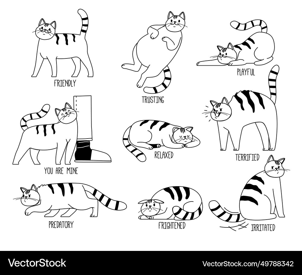Language of cats friendly trusting playful Vector Image