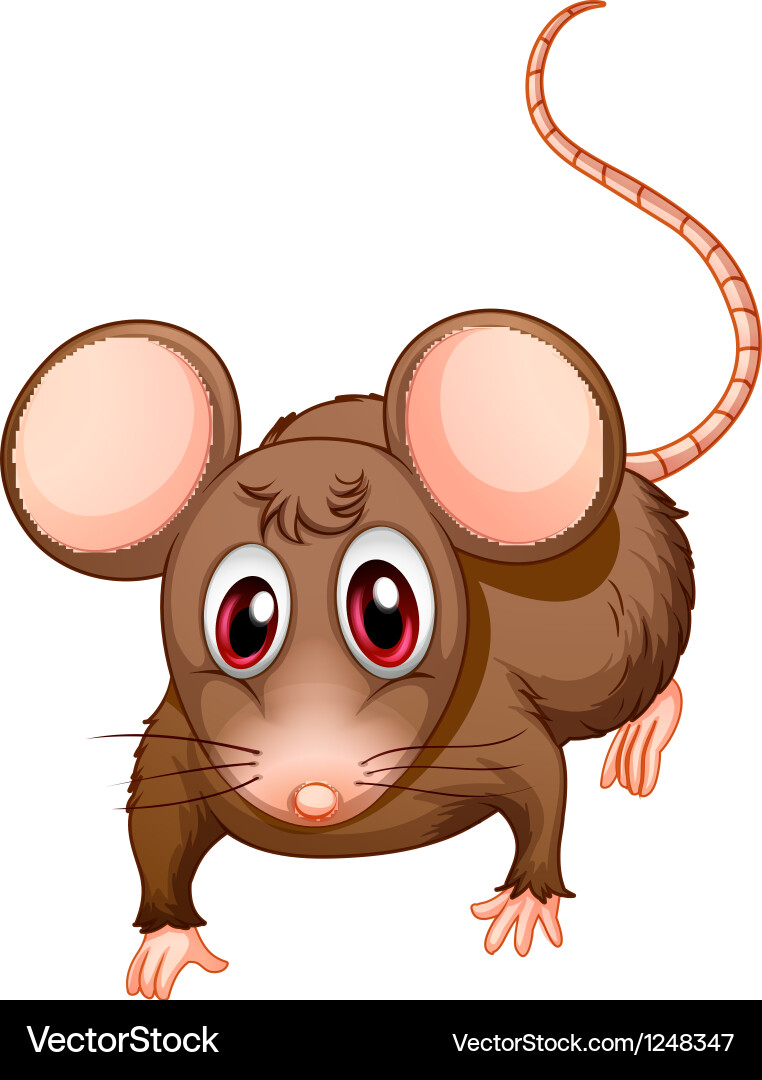A front view of the brown rat Royalty Free Vector Image