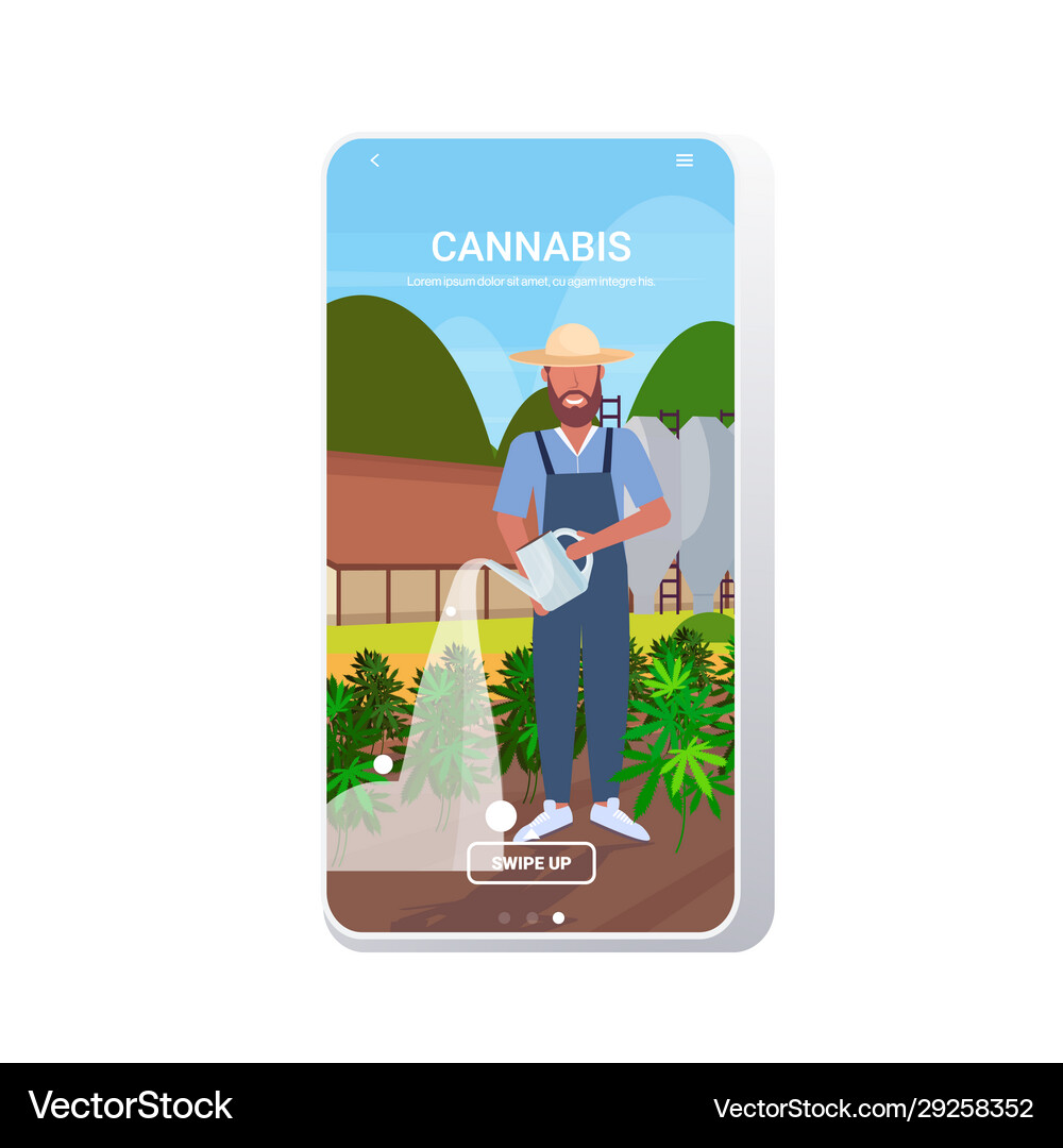 Farmer watering cannabis industrial hemp Vector Image