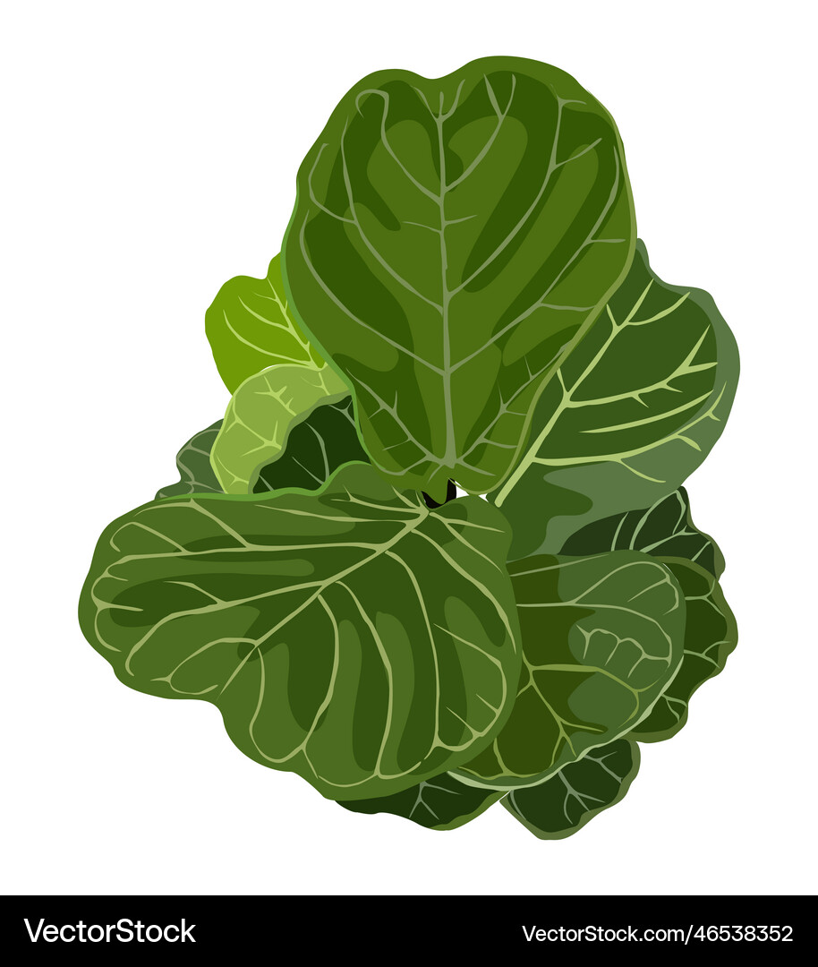 House plant top view isolated on white Royalty Free Vector
